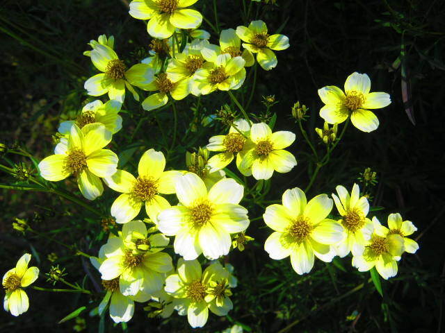 布愛人クラブ: 花織式部の折り紙＆キルト